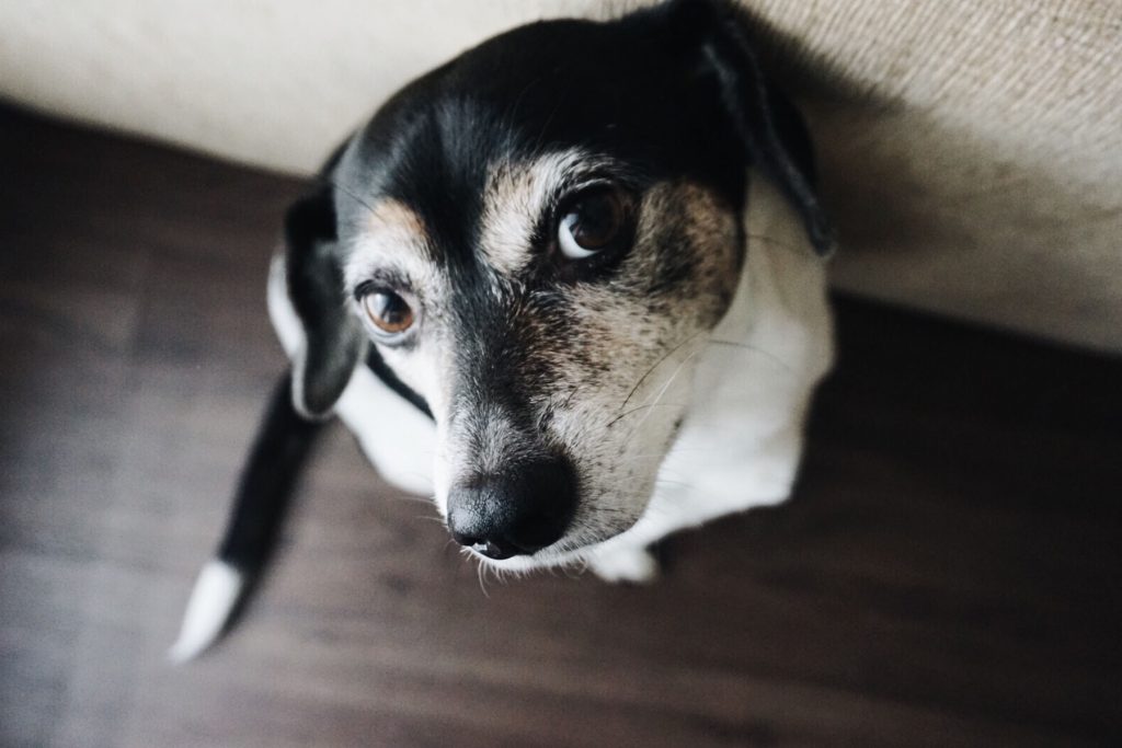 Are Pet Psychics Real? I Tried One and I'm Legit Convinced for Life ...